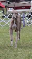 Eastern Shows - Greyhound Club Of America
