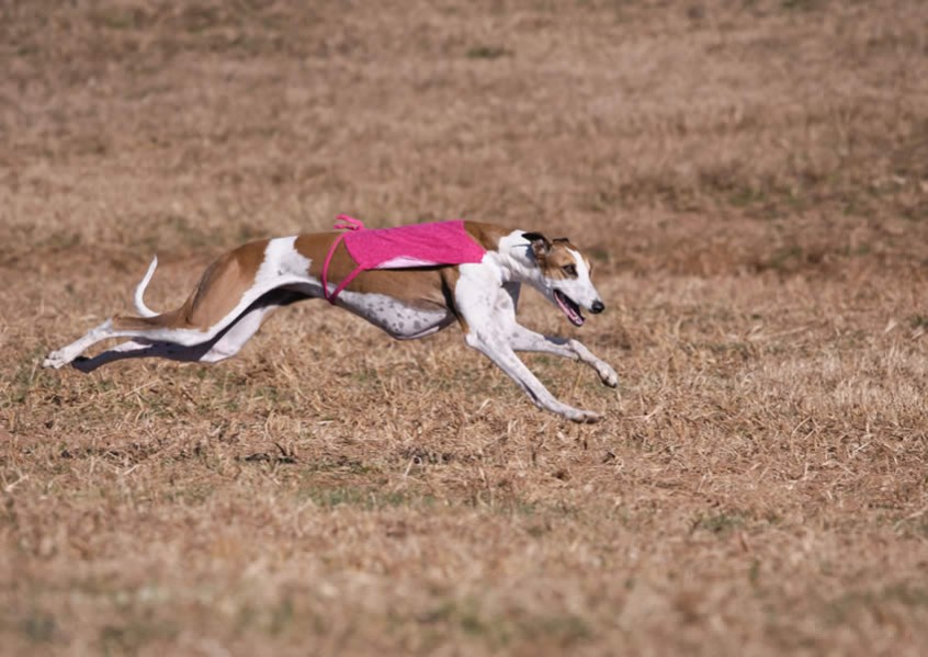 New AKC Titlists - Greyhound Club Of America