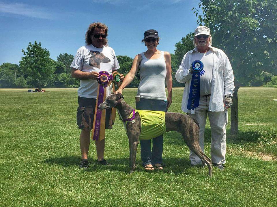 FB_IMG_1471962941218 - Greyhound Club Of America