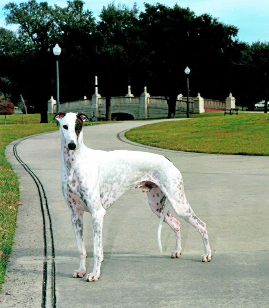 Versatility - Greyhound Club Of America