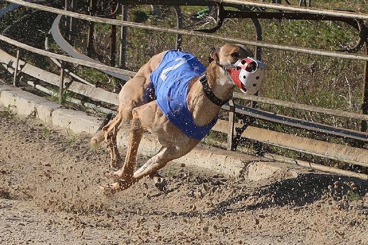 NOTRA Oval racing 1st place - Raymond Luening's Peanut - Greyhound Club ...