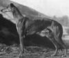 Greyhound Type - The Archtypical Sighthound