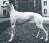 Greyhound Type - The Archtypical Sighthound